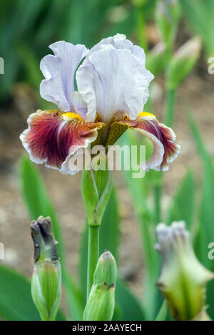 Mens Best Friend Stock Photo - Alamy