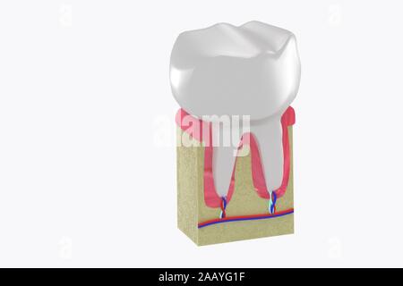 Dental tooth structure. Cross section of human tooth on blue background ...