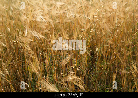 Stalks and ears of wheat with green grass in rural area Stock Photo - Alamy