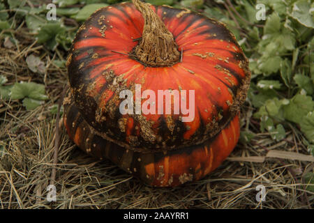 Pumpkin unusual shape and colors suitable to decorate the thanksgiving ...