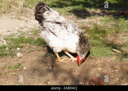 Black and white rooster walking in the yard in a rural poultry farm in ...