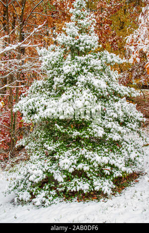 A vertical shot of an evergreen tree covered in a thin layer of snow ...