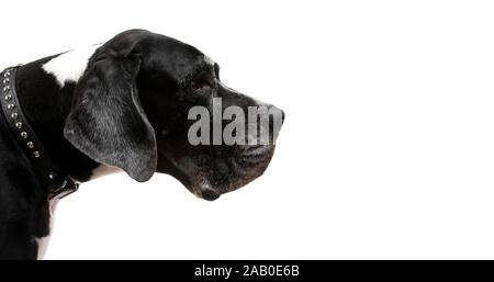 german dogge. portrait of a hue dog on white background Stock Photo - Alamy