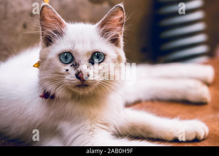 Close-up of the inflamed and infected (white) tonsils in a 36 year old ...