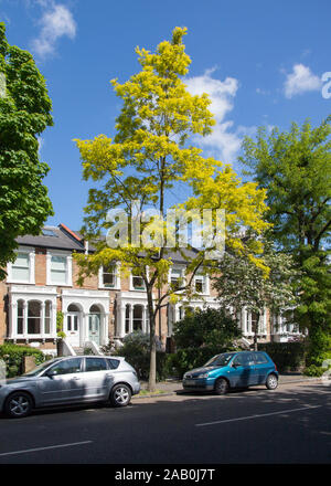 Golden foliaged 'Frisia' cultivar of False acacia or Black locust ...