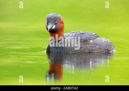 Zwergtaucher, Podiceps ruficollis Stock Photo - Alamy