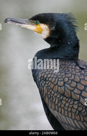 Kormoran, Phalacrocorax carbo, Florida, USA Stock Photo - Alamy