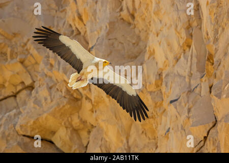 Schmutzgeier, Neophron percnopterus Stock Photo - Alamy