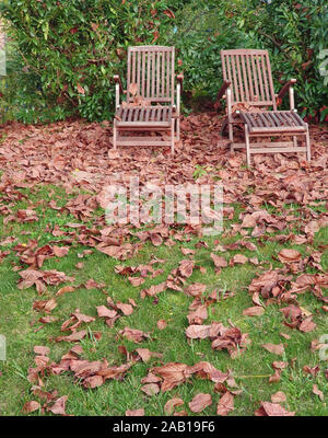 Green leave on wooden ground bridge texture in Butterflies Butterfly ...