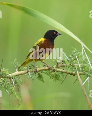 Jackson's golden-backed weaver (Ploceus jacksoni) male at nest, Lake ...