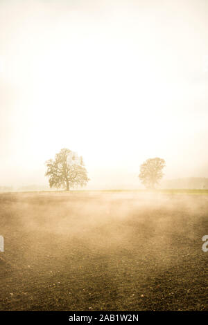 Bald Lime Trees In Fog In Autumn Stock Photo - Alamy