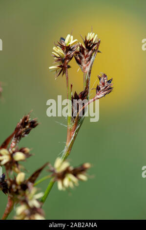 Luzula campestris,Feld-Hainsimse,Field Wood-rush Stock Photo - Alamy