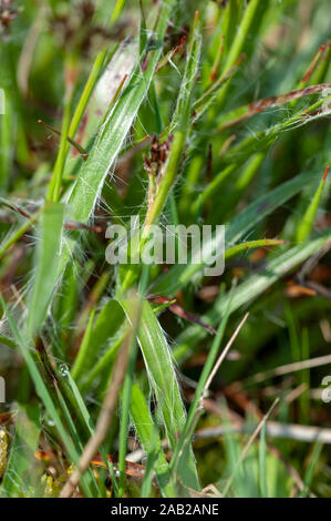 Luzula campestris,Feld-Hainsimse,Field Wood-rush Stock Photo - Alamy