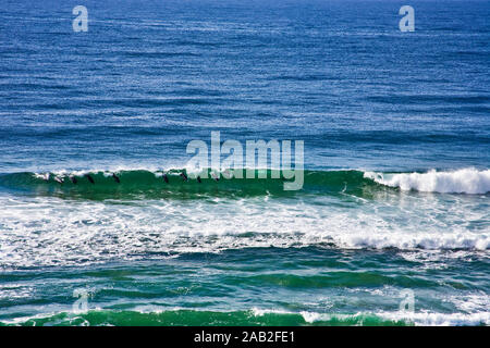 Bottlenose Dolphins, Garden Route, South Africa Stock Photo - Alamy
