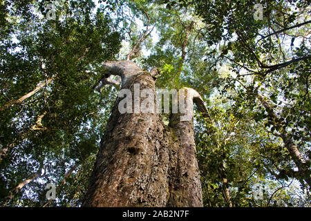 Yellowwood tree. (Podocarpus falcatus Stock Photo - Alamy