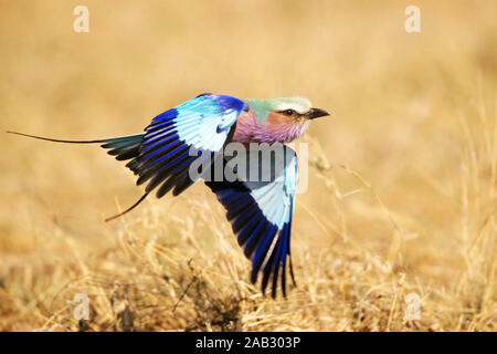 Tier, Tiere, Vogel, Voegel, Gabelracke, Coracias caudatus, Coracias ...