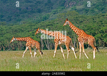Giraffen - Bullen - Ostafrika Stock Photo - Alamy
