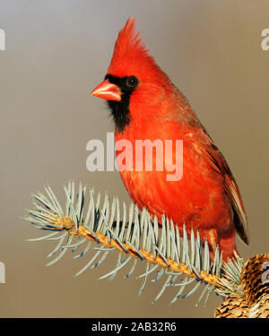 Tiere, Voegel, Vogel, Roter Kardinal, Northern Cardinal, Cardinalis ...