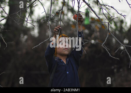 Peshawar, Pakistan. 24th Nov, 2019. Persimmon, called Japanese Fruit ...
