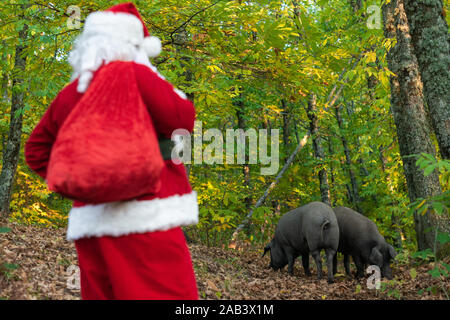 Santa Claus blurred looking pigs Stock Photo - Alamy