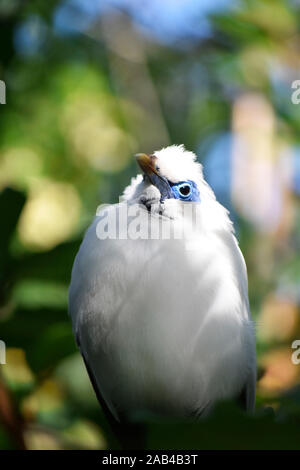White myna bird with blue skin around eye looking at viewer Stock Photo ...