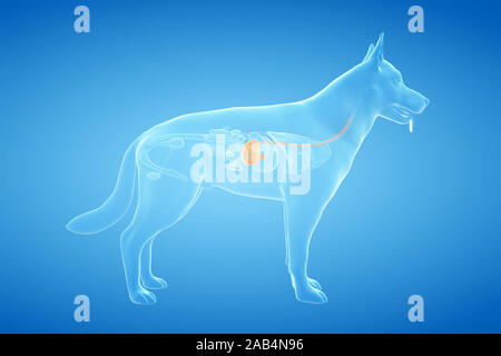 Illustration of digestive system of the dog anatomy Stock Vector Image ...