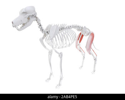 Biceps Femoris muscle Dog muscle Anatomy For Medical Concept 3D ...