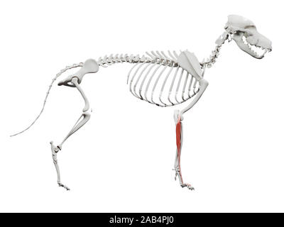 Extensor Digitorum Lateralis B muscle Dog muscle Anatomy For Medical ...
