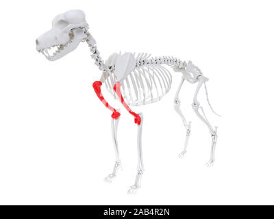 Humerus Bones Dog skeleton Anatomy For Medical Concept 3D Illustration ...