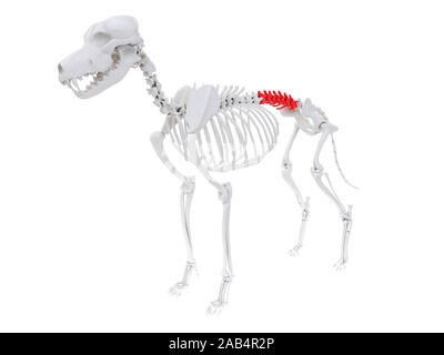 Lumbar Vertebrae Bones Dog skeleton Anatomy For Medical Concept 3D ...