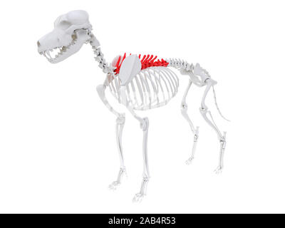Thoracic Vertebrae Bones Dog skeleton Anatomy For Medical Concept 3D ...