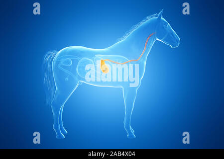 horse anatomy digestion stomach skeleton Stock Photo - Alamy