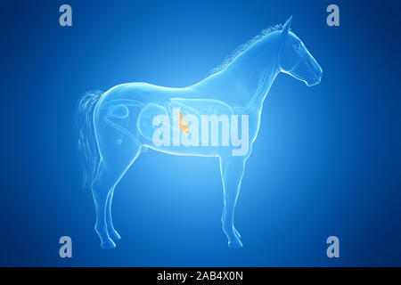 Horse's pancreas, illustration Stock Photo - Alamy