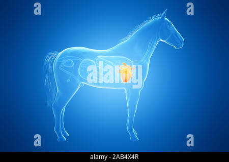 Horse's vascular system, illustration Stock Photo - Alamy