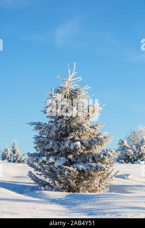 Single coniferous tree with frozen branches and stunning panoramic view ...