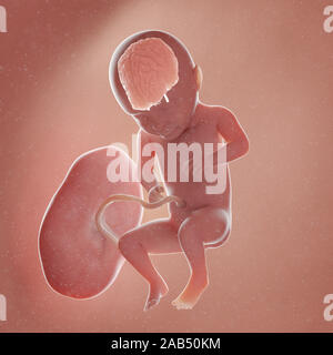 3d rendered illustration - human fetus month 6 Stock Photo - Alamy