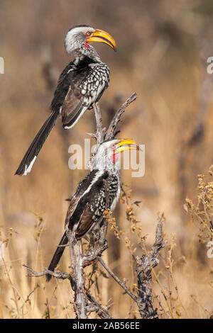 Südlicher Gelbschnabeltoko / Southern yellow-billed hornbill / Tockus ...