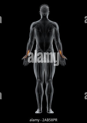 Extensor pollicis longus muscle, illustration Stock Photo - Alamy