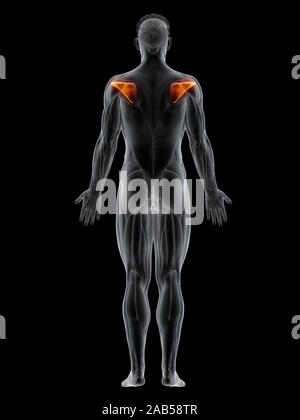 3d rendered illustration of the infraspinatus muscle Stock Photo - Alamy