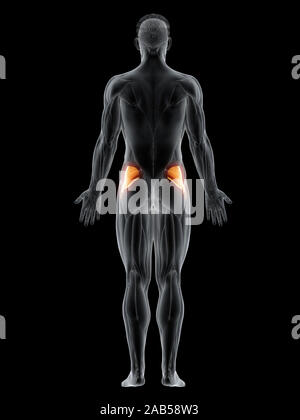 Medical Illustration of Gluteus Minimus Muscle Stock Photo - Alamy