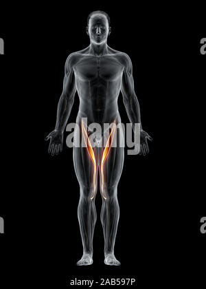 3d rendered muscle illustration of the sartorius Stock Photo - Alamy