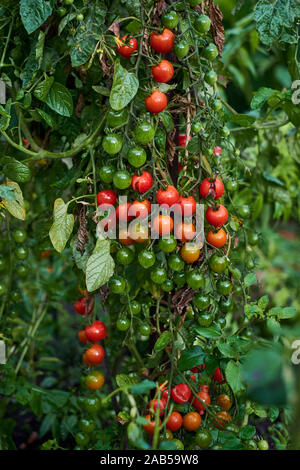 Green cherry tomatoes on autumn yellow leaf. Tomatoes in autumn. Yellow ...