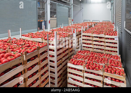 Crates of Tomatoes at Pallets in Warehouse Stock Photo: 329445807 - Alamy
