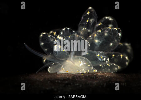 Elegant Butterfly Slug (Cyerce elegans). Underwater macro photography ...