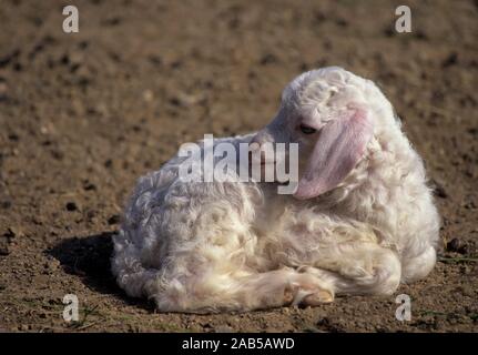 Angora goat, lamb, cub, camel goat Stock Photo - Alamy