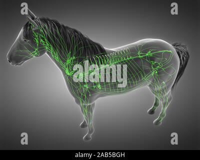 3d rendered anatomy of the equine anatomy - the lymphatic system Stock ...