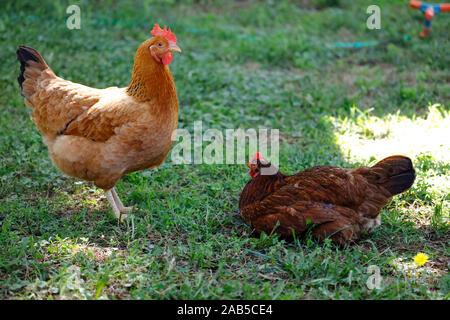 Free range chicken gathering, on the grass Stock Photo - Alamy