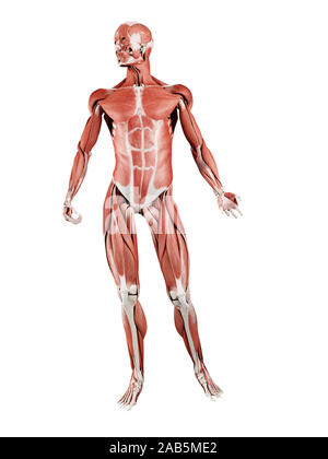 Anatomy of male muscular system, front view Stock Photo - Alamy