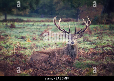 Stag laying down in Richmond Park Staring directly at the camera Stock ...
