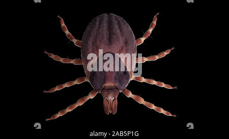 3d rendered illustration of a hyalomma tick Stock Photo - Alamy